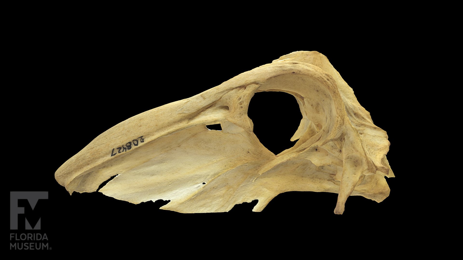 Grey Trigger fish skull (neurocranium) - 3D model by FloridaMuseum ...