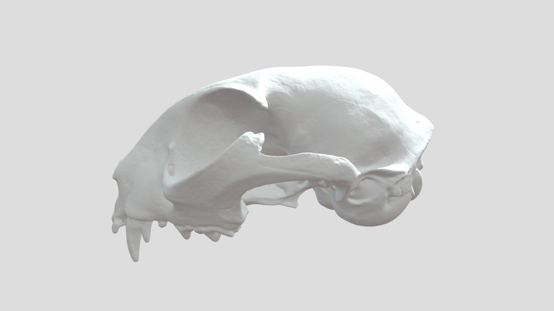 Cat Cranium - 3D model by University of Sarajevo - Veterinary faculty ...