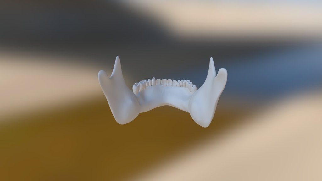 Human Lower Jaw - 3D model by bmcmatias [70f981c] - Sketchfab