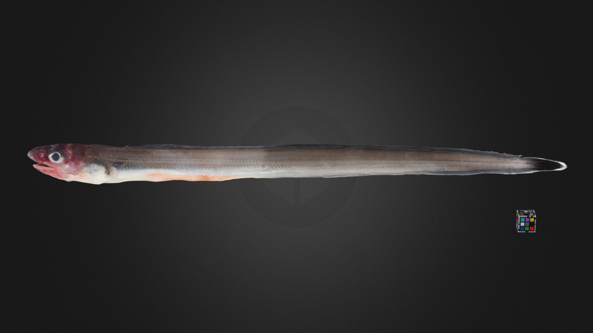 オキアナゴ Deep-sea Conger Eel, Congriscus megastomus - Download Free 3D ...