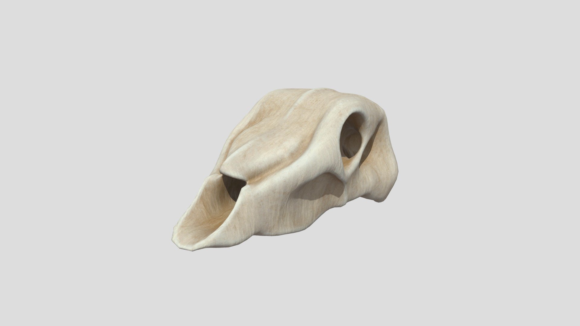 Creature Skull - 3D model by TypeRed [7100806] - Sketchfab