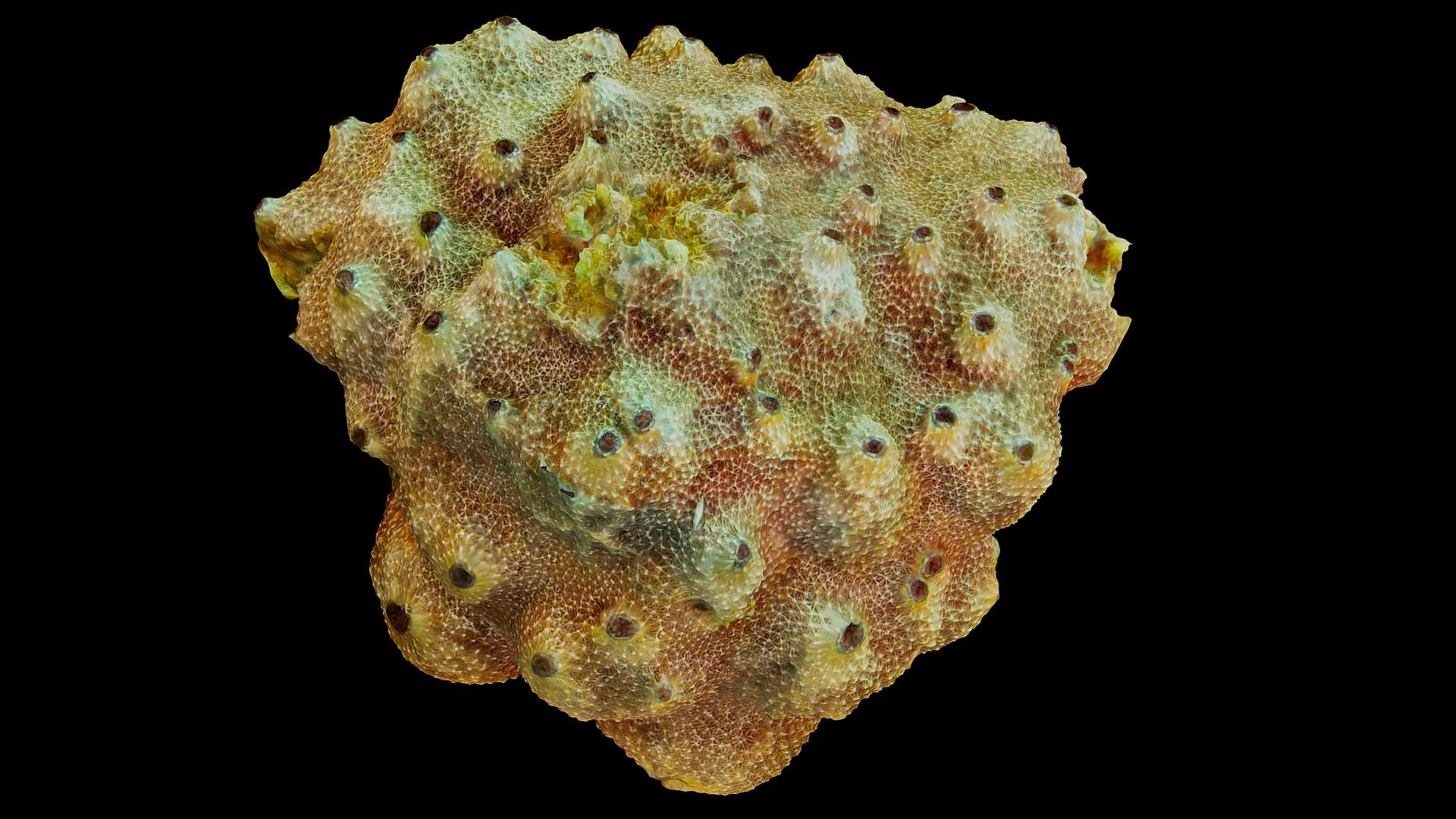 #57: Ircinia felix - Download Free 3D model by Lauren Olinger PhD (@l ...