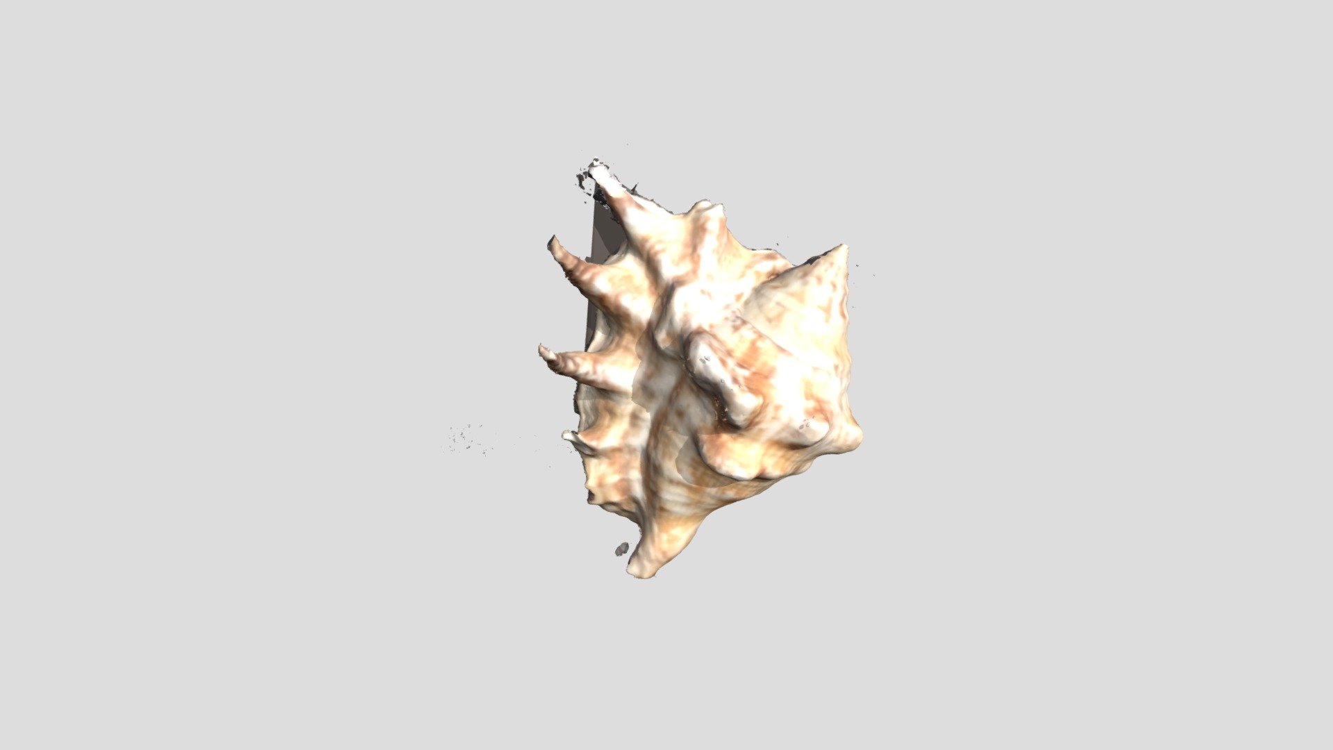 Shell 1 Model - 3D model by gspeca [710193e] - Sketchfab