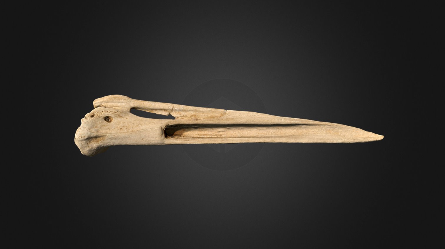 Bone Awl (2356a283) - Download Free 3D model by RLA Archaeology (@rla ...