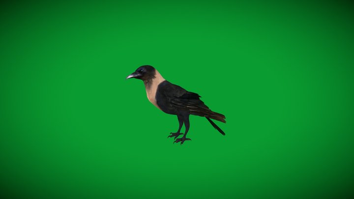 Crow 3D models - Sketchfab