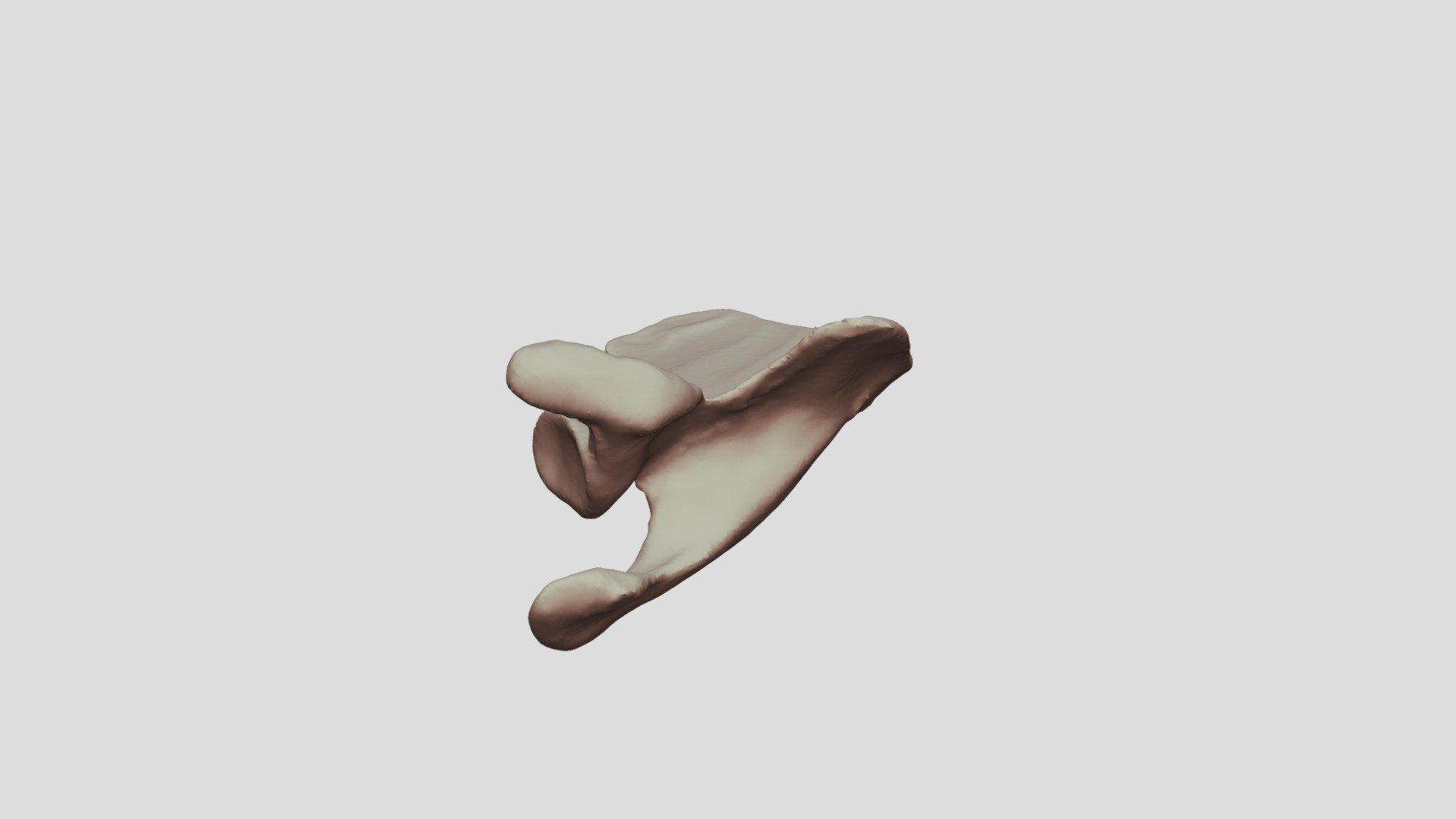 Asain Male Left Scapula 15_mm - 3D model by erkschlz [71178ad] - Sketchfab