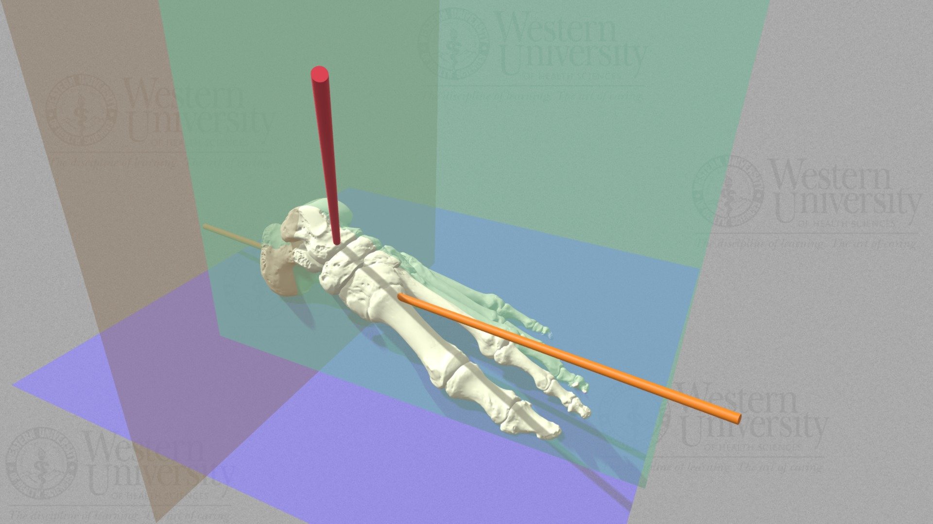 Midtarsal Joint Axis - Oblique and Longitudinal - 3D model by ...