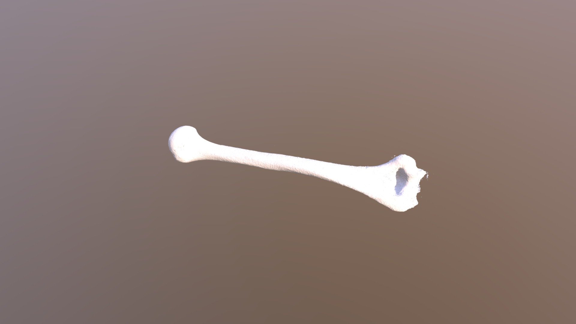 Humerus - 3D model by olemolvig [711c255] - Sketchfab