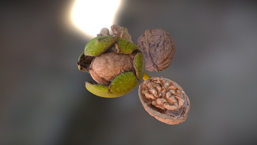 Walnuts - 3D model by Igor Bezrodny (@bezrodnyigor) [711e3c9] - Sketchfab