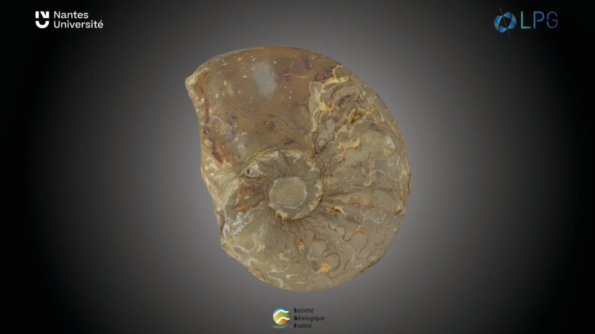 Cephalopode - Ceratites sp - Download Free 3D model by Société ...