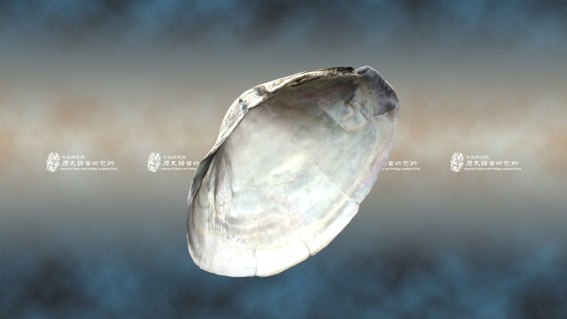 蚌殼 Mussel shell - 3D model by ihparchaeologydata [7125733] - Sketchfab