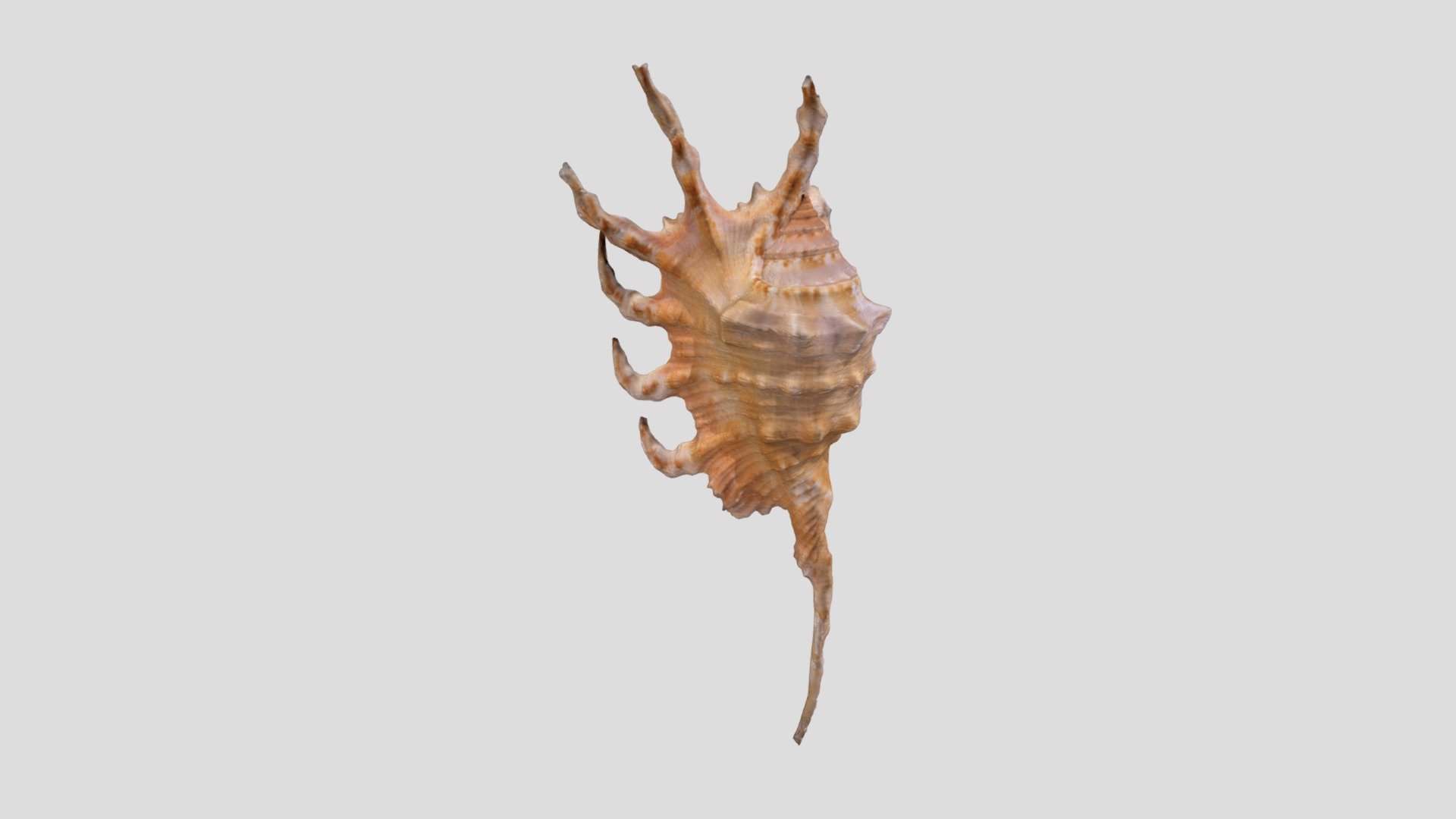 015 - Shell of Spider Conch - 3D model by homan_photogrammetry [712590a ...