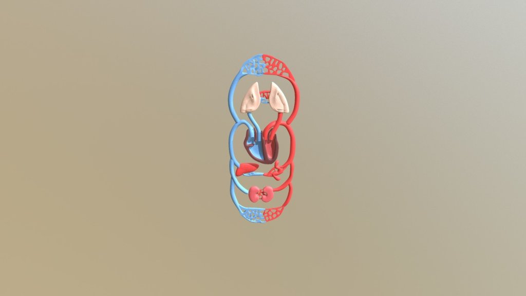 large circulation and small circulation - 3D model by amrokhalfa05 ...