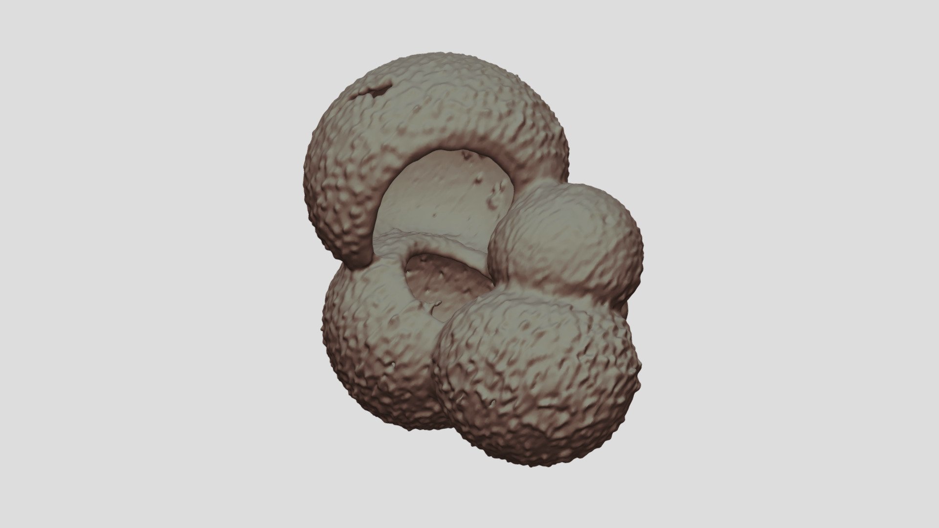 Globigerina bulloides [Geo B8502 825cm Shell-3] - Download Free 3D ...