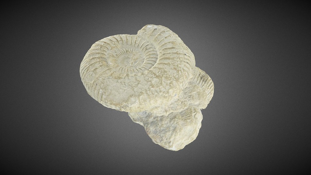 Paleontology - A 3D model collection by GeoHereditas - Sketchfab