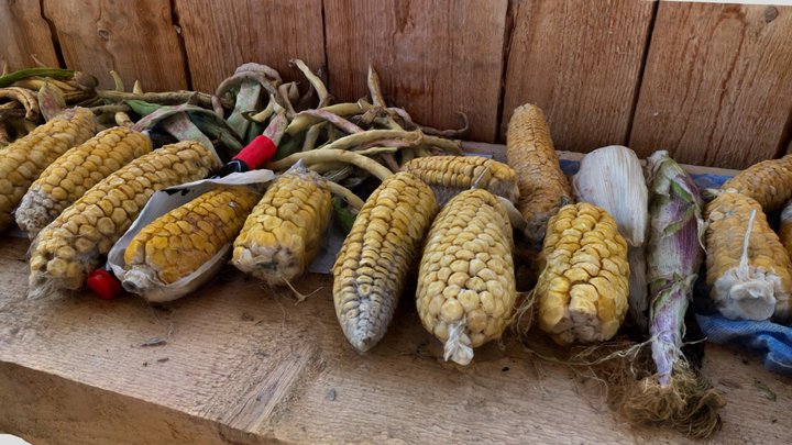 Corn 3D models - Sketchfab