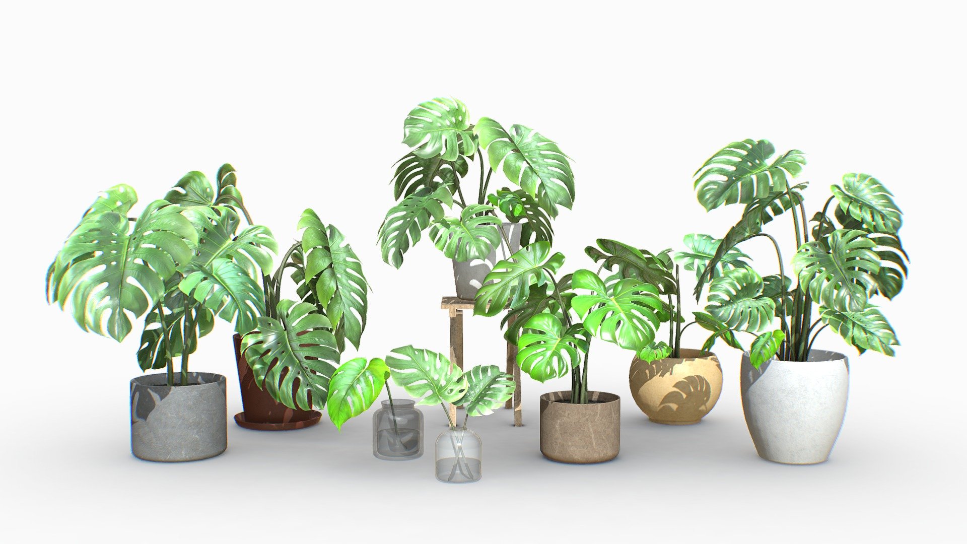 Monstera House Plants Pack M01 - Buy Royalty Free 3D model by ...
