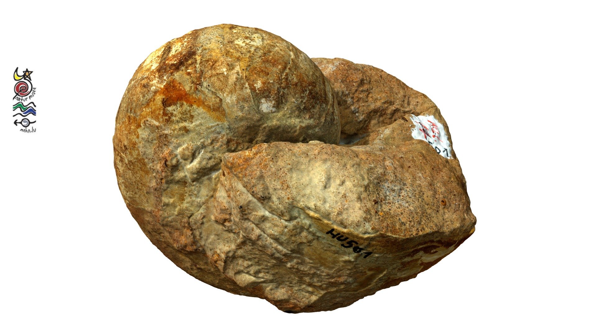 HU501 Nautilus-NN-3 - Download Free 3D model by Musée national d'histoire naturelle Luxembourg ...