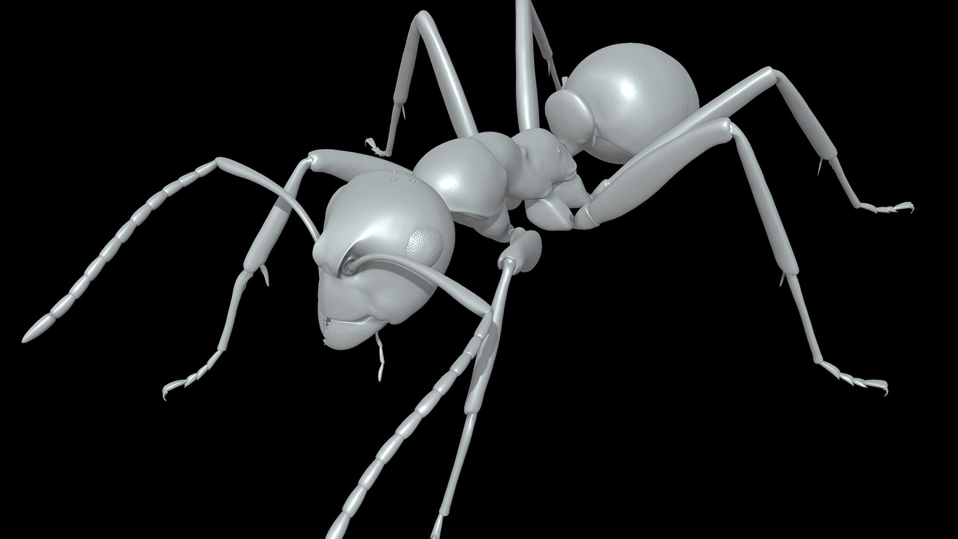 Formica japonica - Download Free 3D model by tunosemi [7147fd2] - Sketchfab