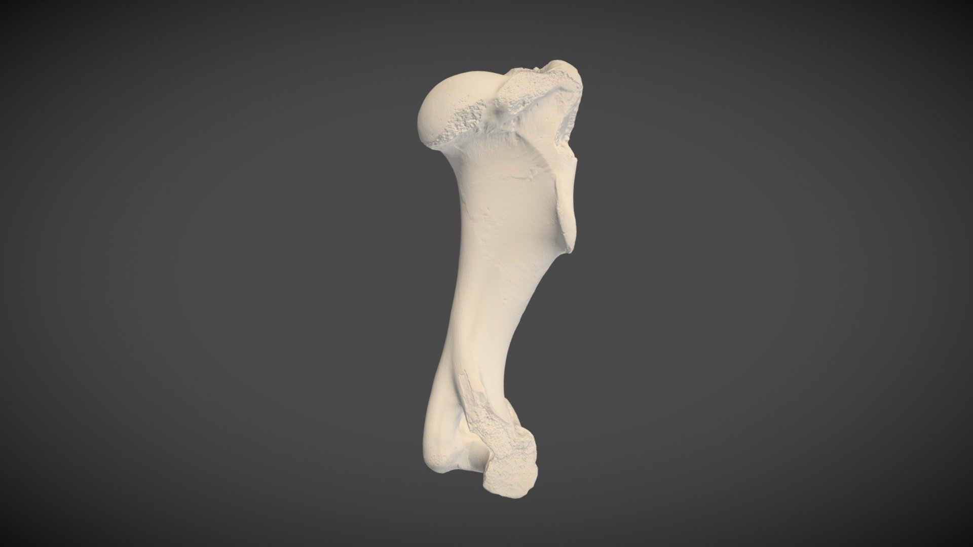 Fossil horse femur (Equus ferus) - Download Free 3D model by EDDyLab ...