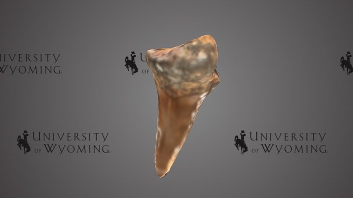 Sharktooth 3D models - Sketchfab