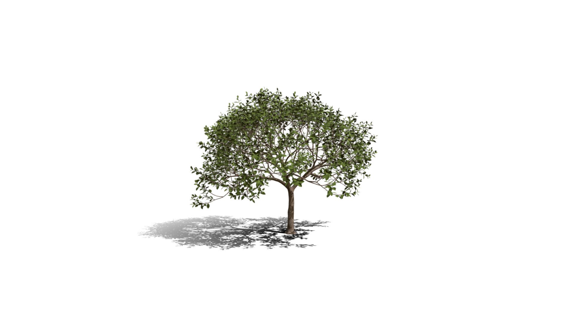 Realistic HD Lemon tree (24/30) - Download Free 3D model by ...