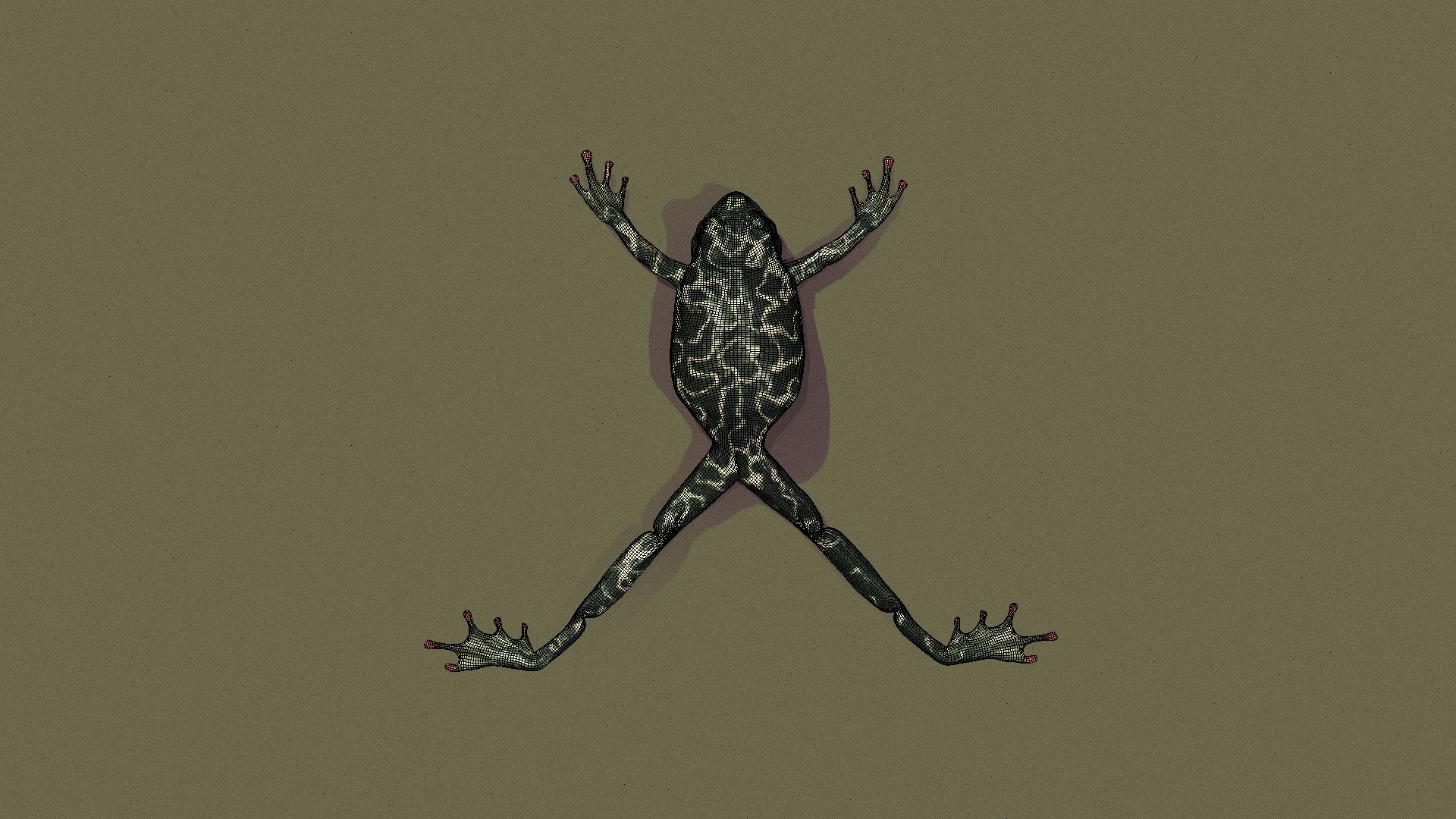 Model 104B - Riggenbach's Reed Frog - Spread out - Download Free 3D ...