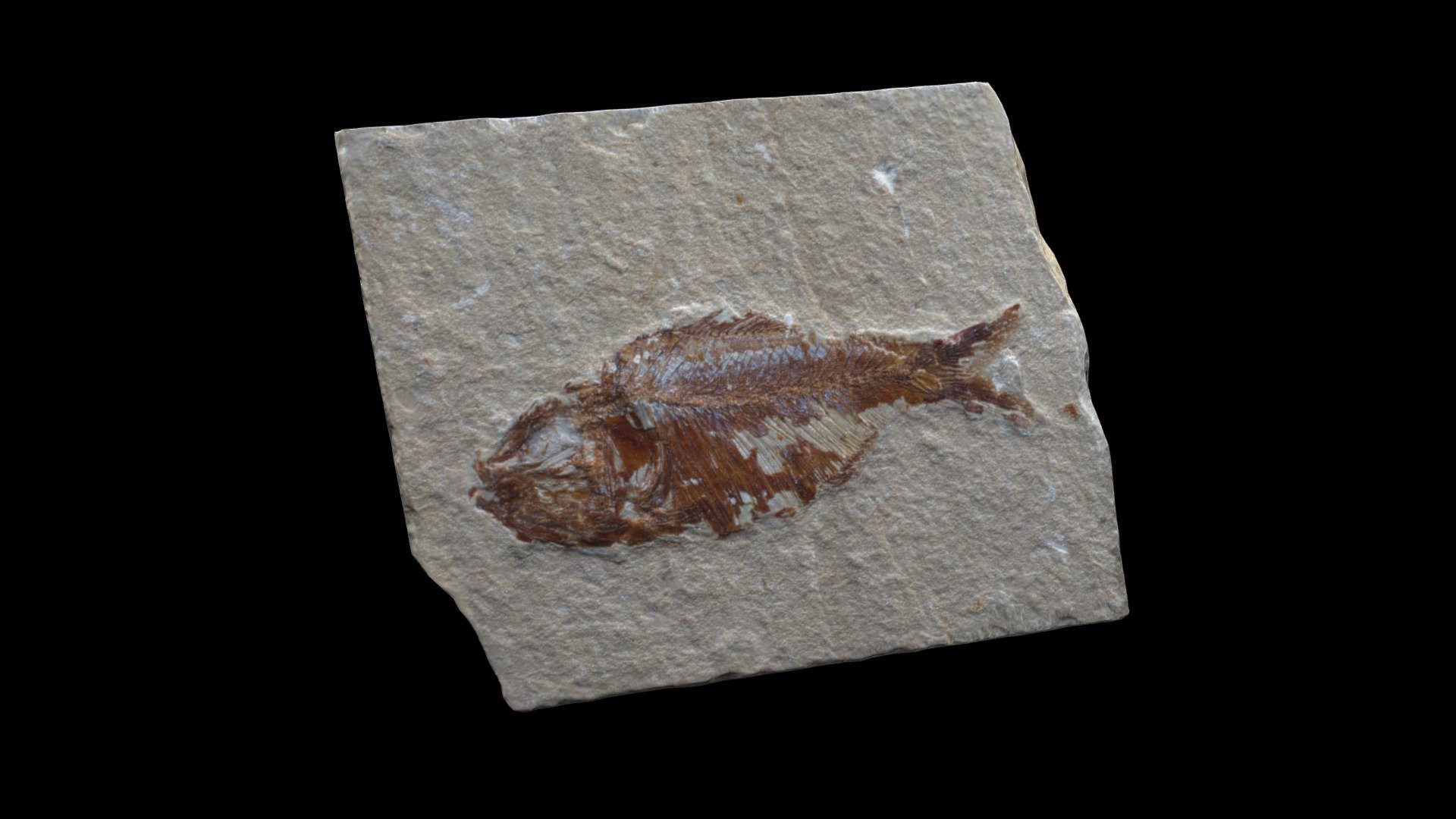 Fish Fossil - 3D model by Henry_Melki [715cf1a] - Sketchfab