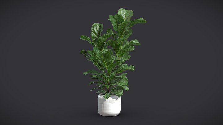 Ficus 3D models - Sketchfab