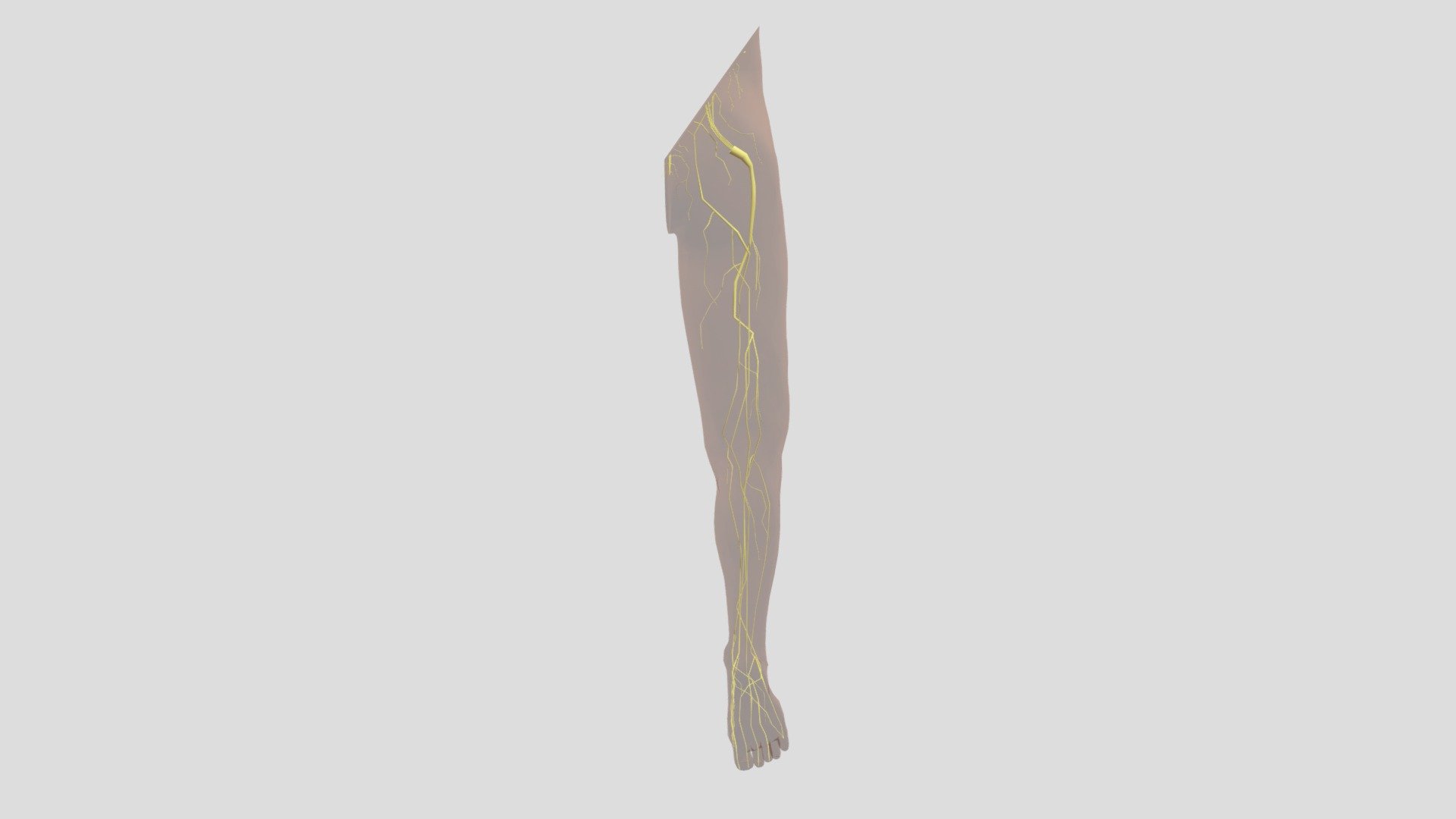 Leg_nerves - 3D model by foxphoto01 [717616a] - Sketchfab