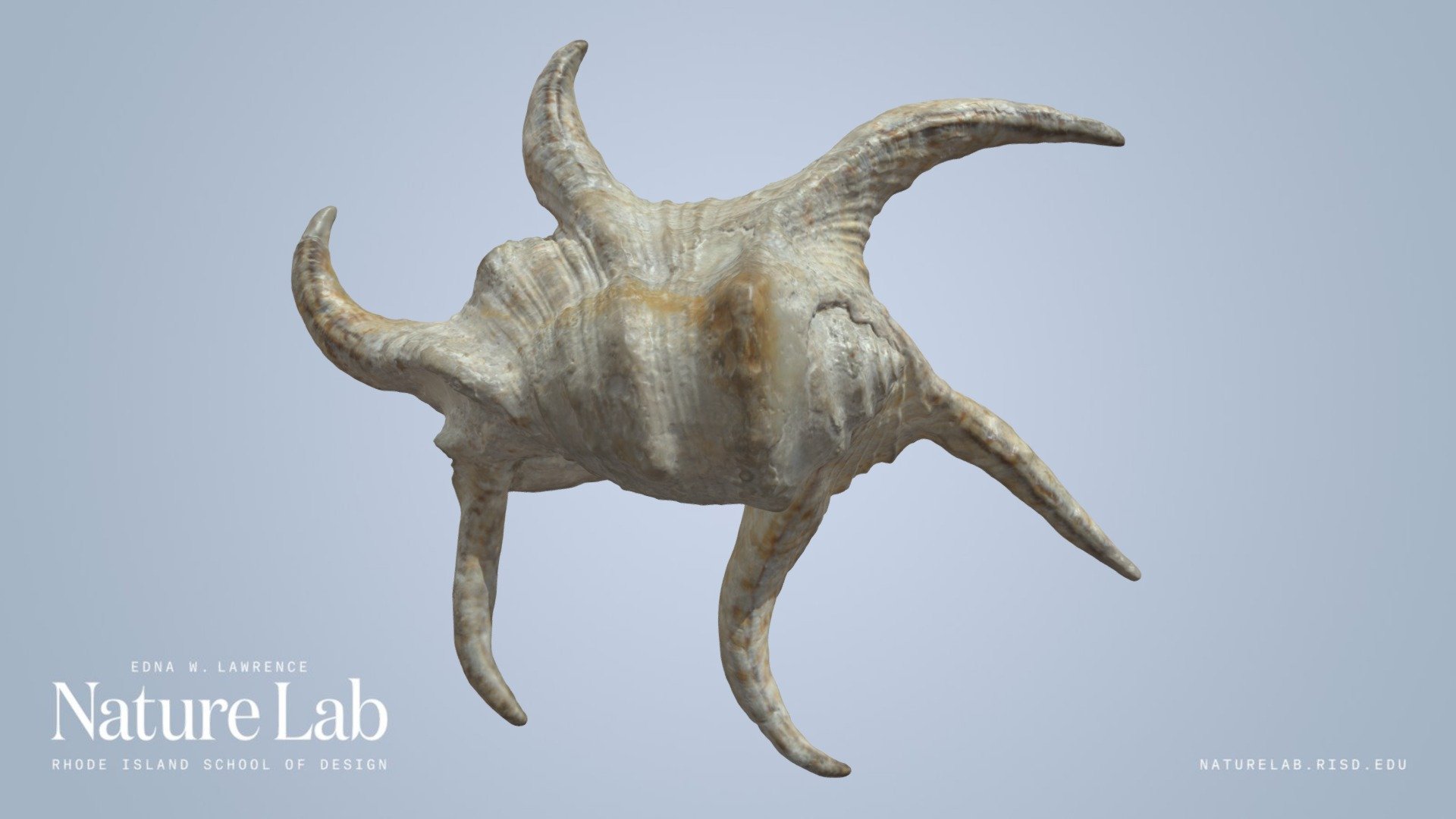 Chiragra Spider Conch - Download Free 3D model by RISD Nature Lab ...