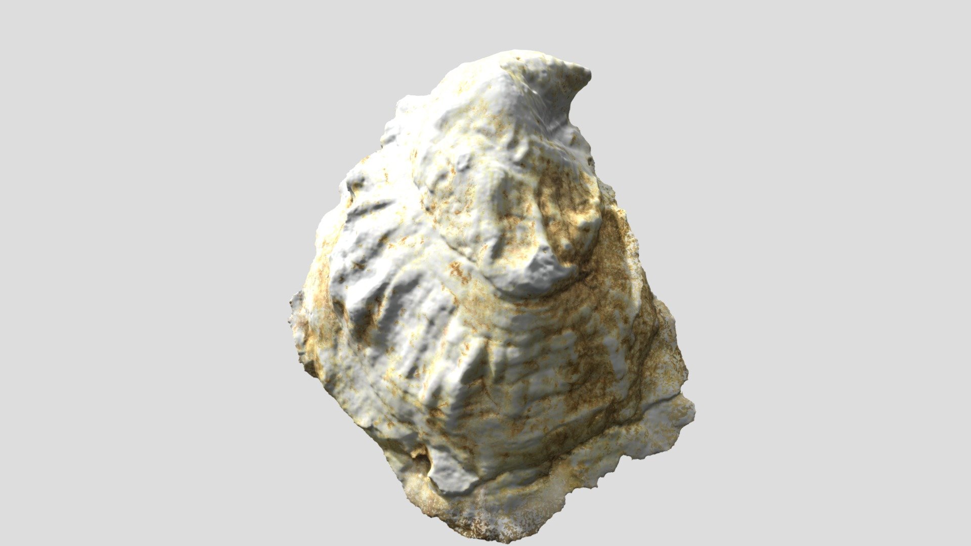 Oyster Shell (VCU_3D_5314) - Download Free 3D model by Virtual Curation ...