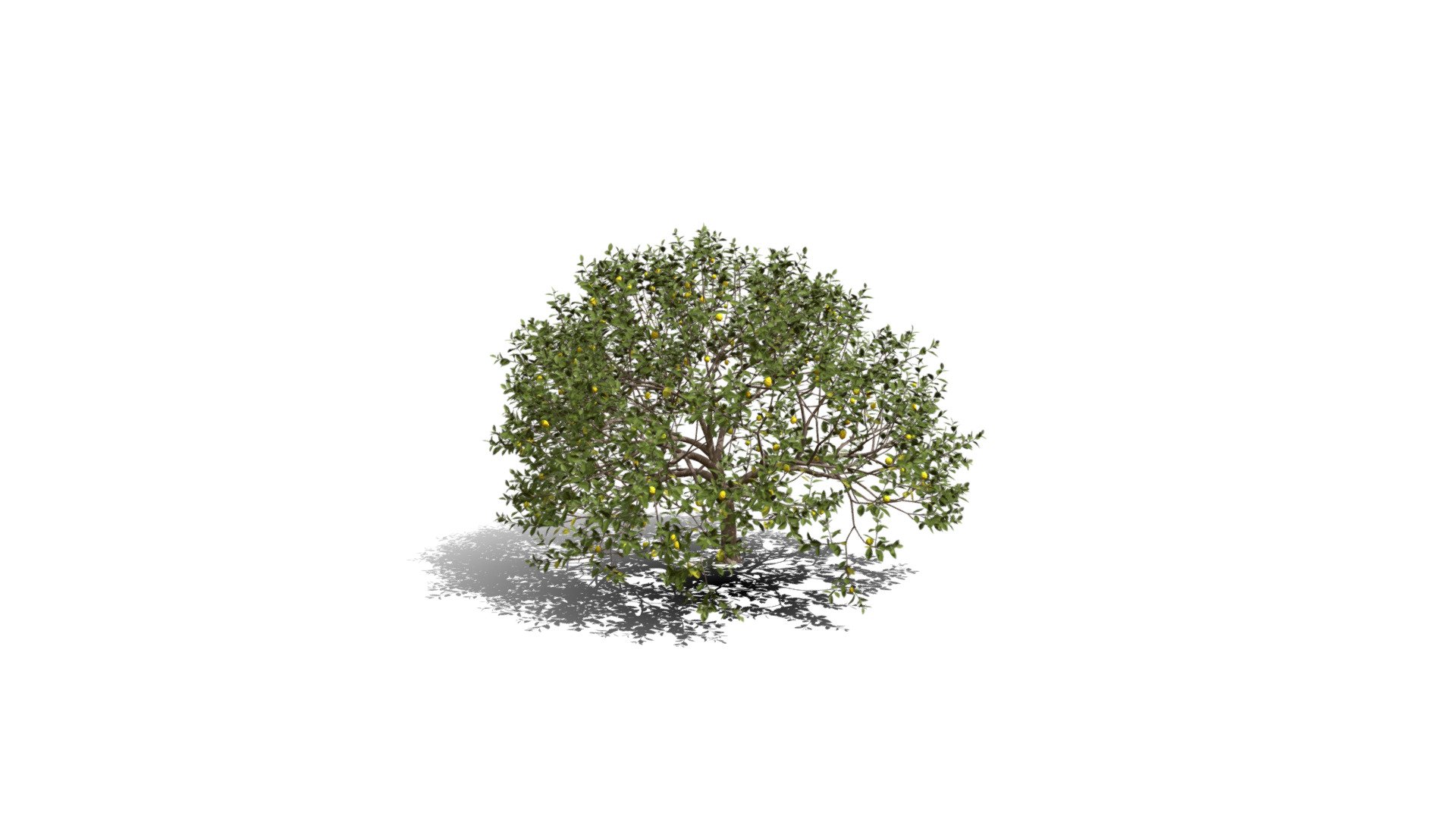 Realistic HD Lemon tree (9/30) - Download Free 3D model by PlantCatalog ...