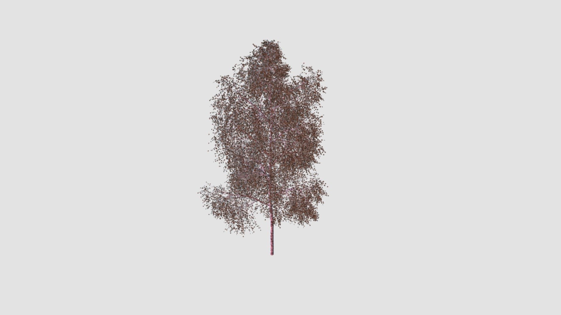 tree - Buy Royalty Free 3D model by Evermotion [7184e26] - Sketchfab Store