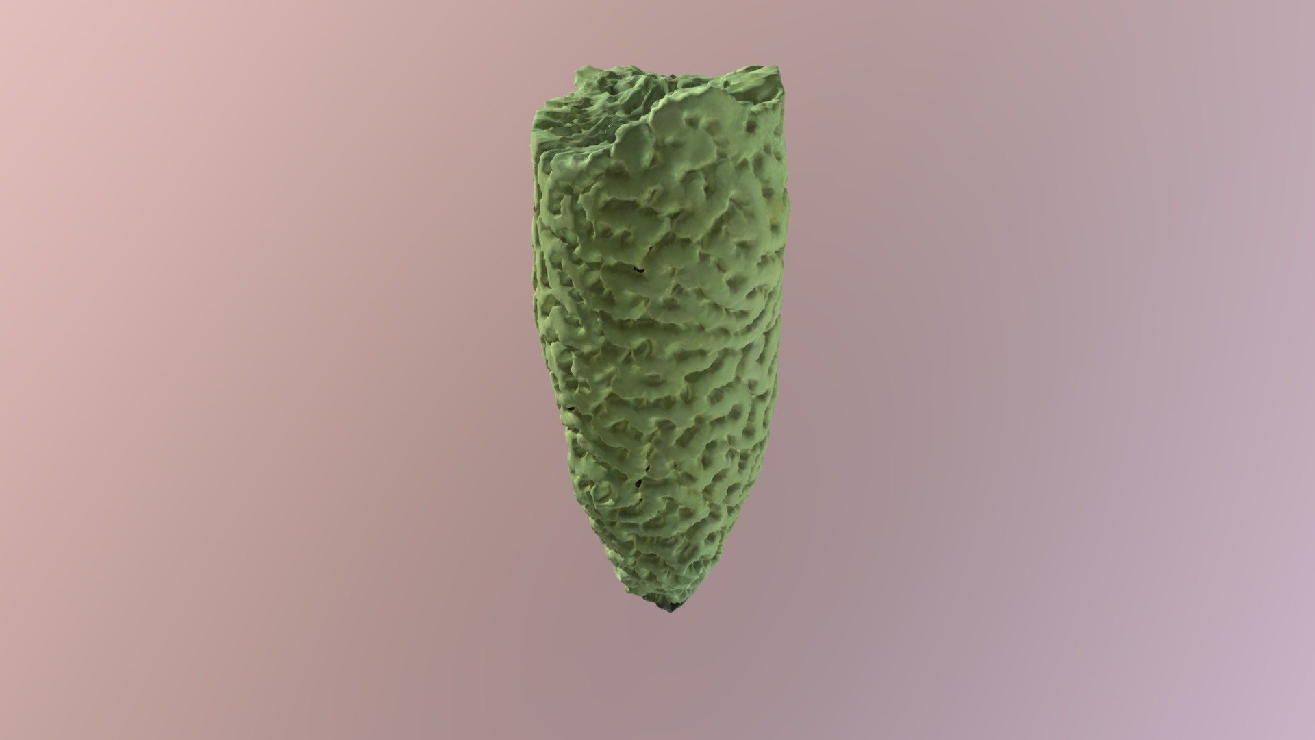 Corail - 3D model by svtlyceepasteur [7186bb6] - Sketchfab