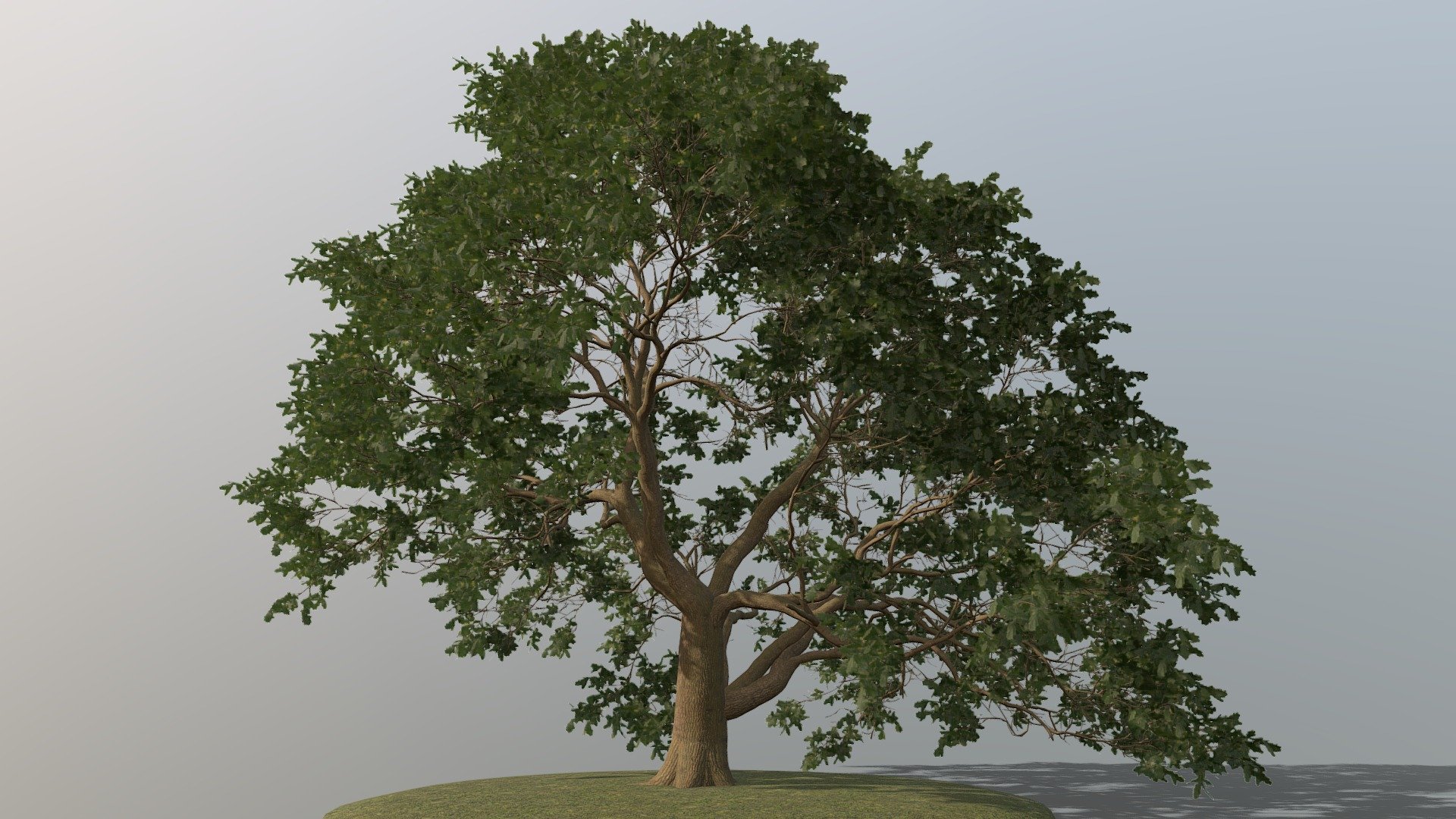 Oak Tree - Buy Royalty Free 3D model by Studio Lab (@studiolab.dev ...