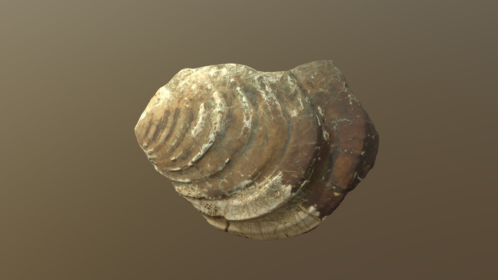 Inoceramus sp. D4489 - 3D model by Shellie Luallin (@Paleogirl ...