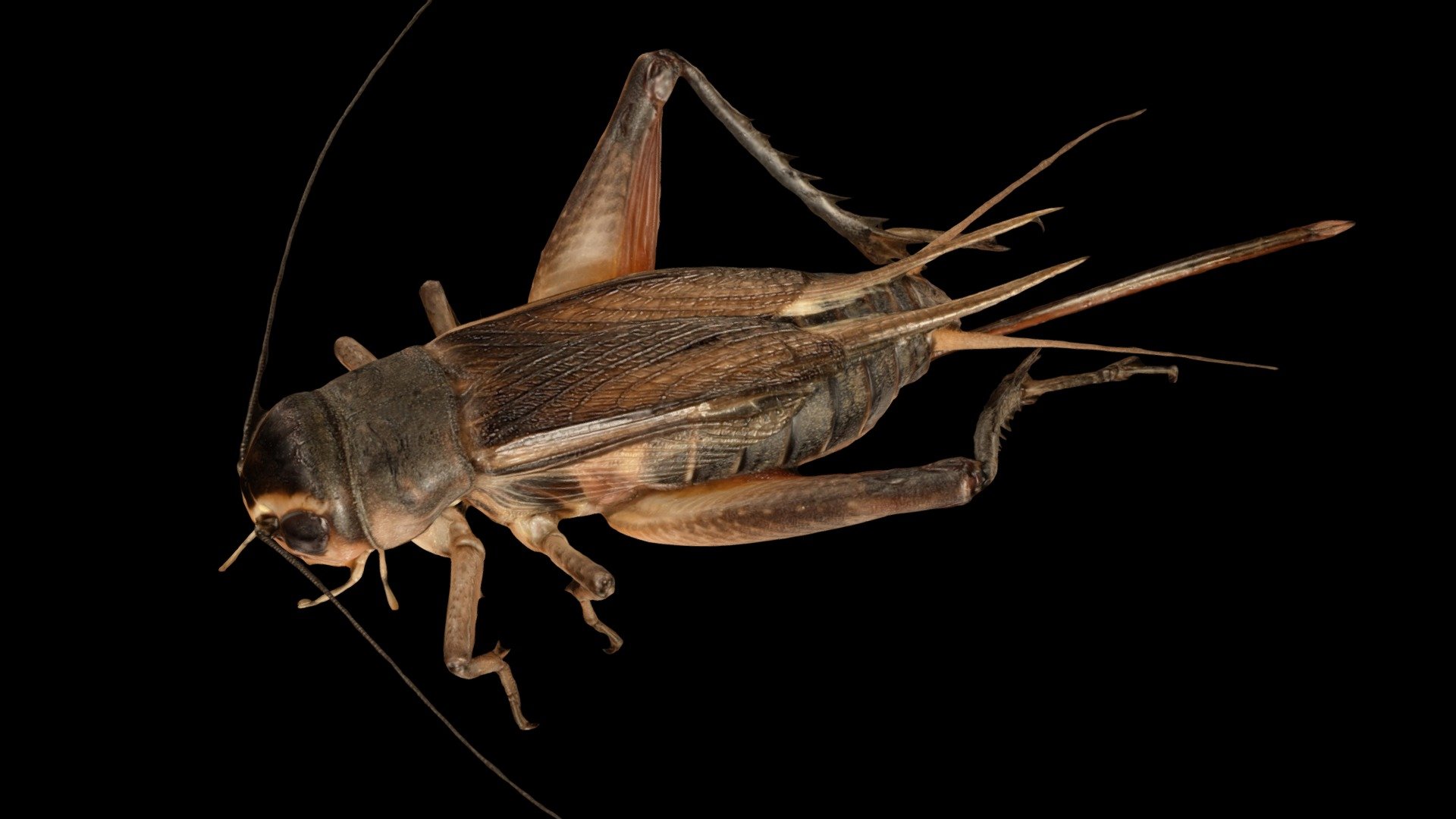 CC0 エンマコオロギ 🦗 ♀ Emma Field Cricket, T. emma - Download Free 3D model by ...