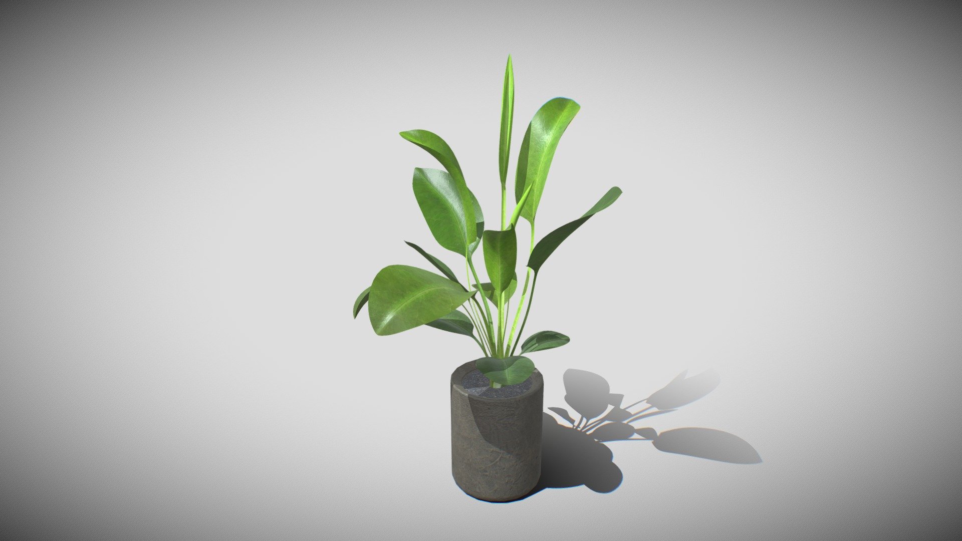 Rhyzome Plant - Download Free 3D model by Blizzy (@jeffbas) [7191a1b ...