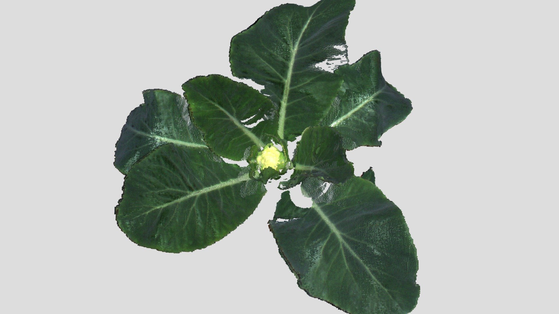 Cauliflower RGB | PlantEye F600 - 3D model by Phenospex (@phenospex_nl ...