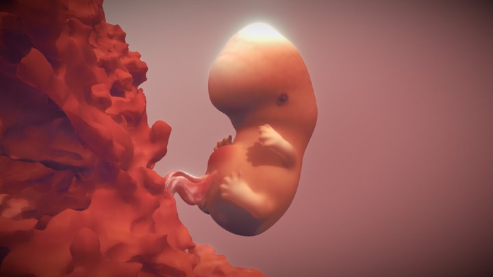 Embryo 3D models - Sketchfab