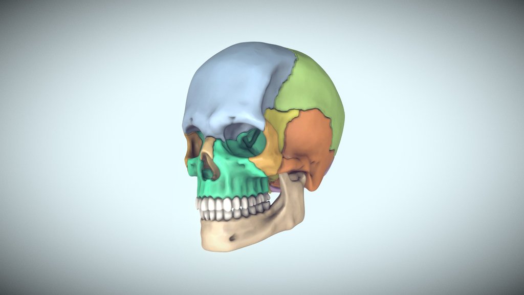 Anatomy - A 3D model collection by artikool42 - Sketchfab