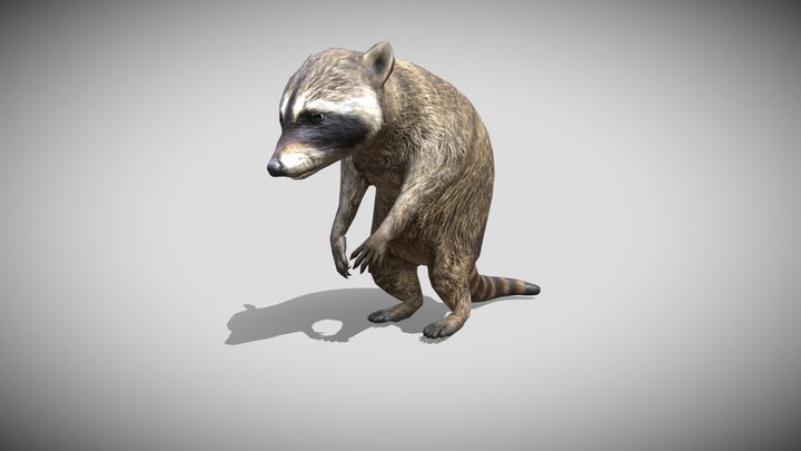 Rodent 3D models - Sketchfab