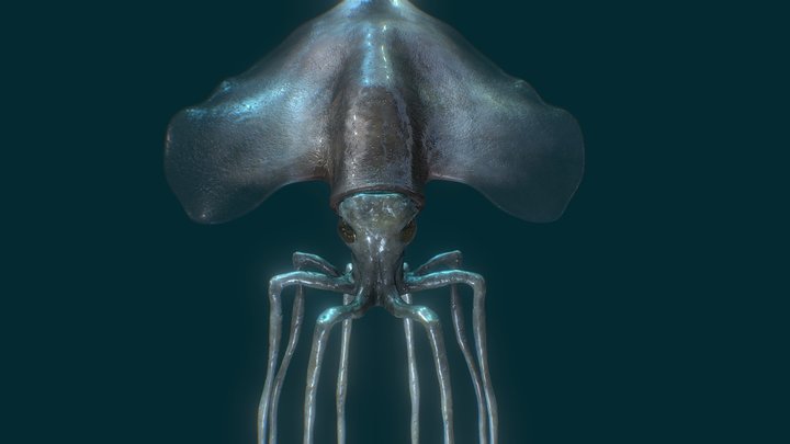 Bigfin 3D models - Sketchfab