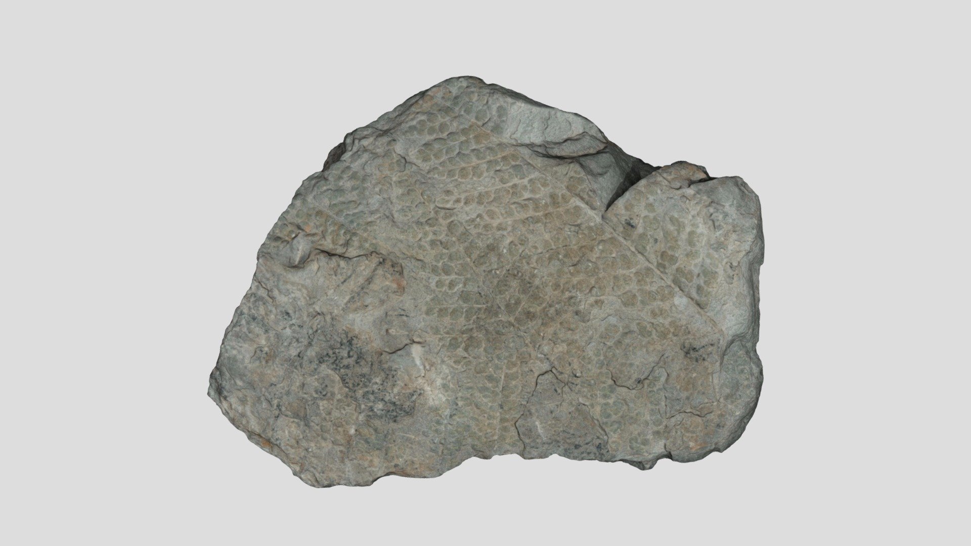 Fern fossil - Sphenopteris (L19) - 3D model by Hong Kong Science Museum ...