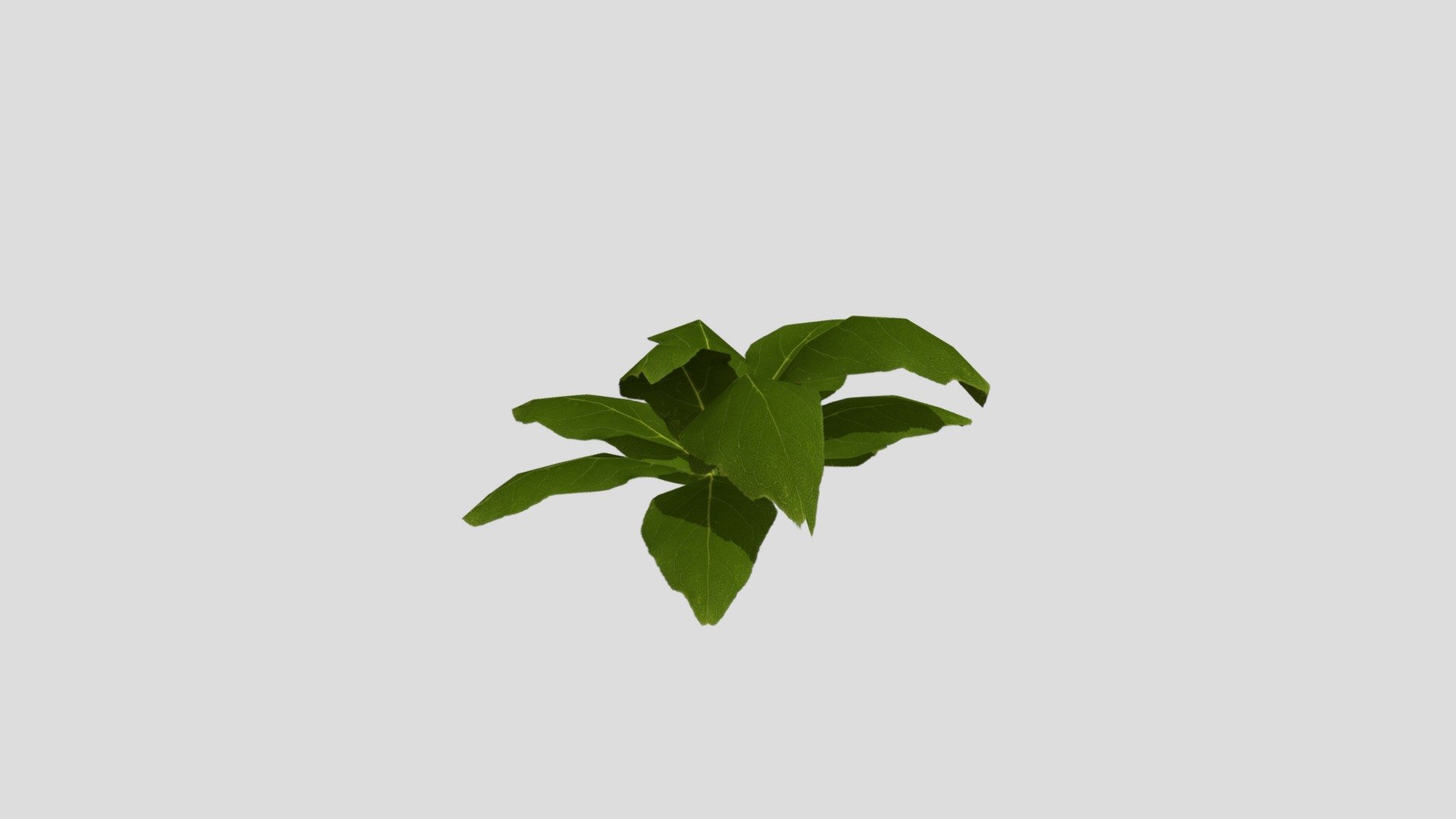 Plant_1 - Download Free 3D model by patriciateal880 [71b1cf3] - Sketchfab