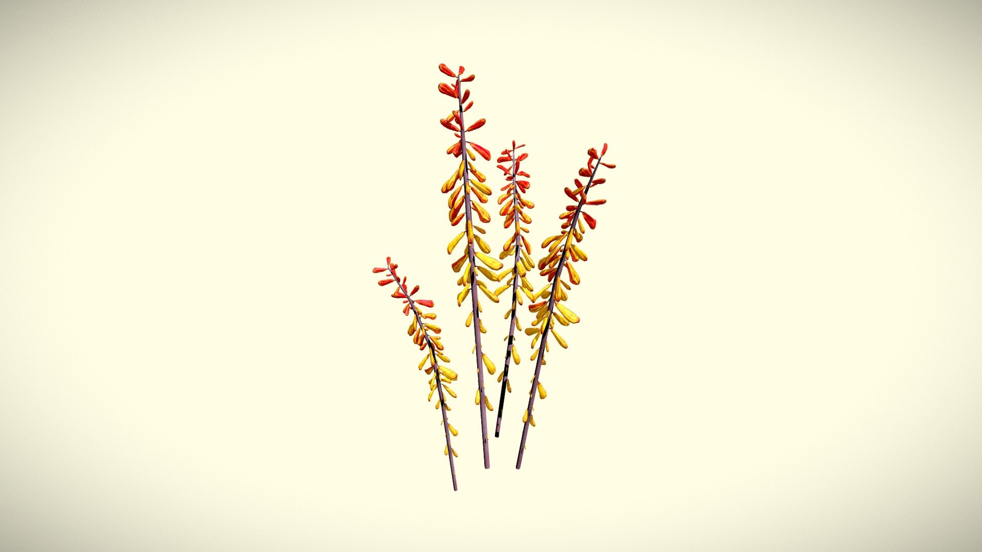 Socotra plants, Aloe perryi - 3D model by Dariesta [71b3d6d] - Sketchfab
