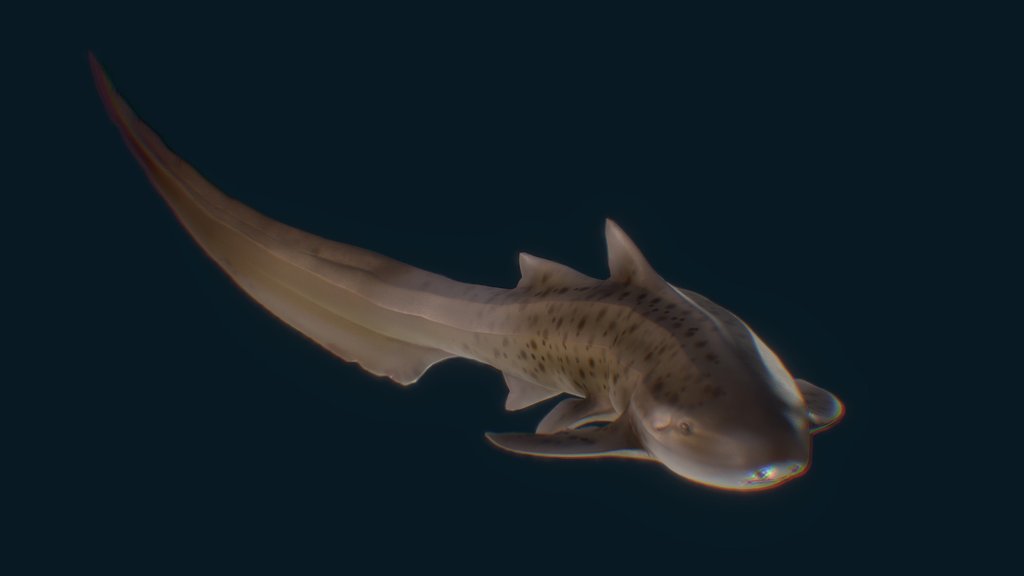 sharks - A 3D model collection by GoldRequiem64 - Sketchfab