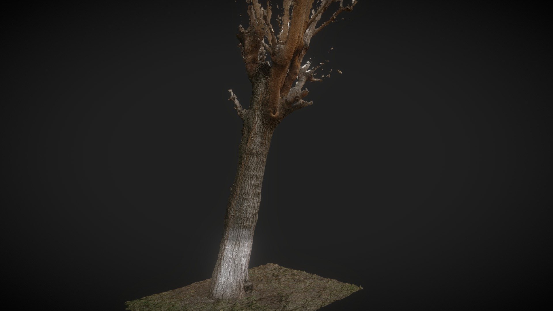Tree Photogrammetry 3d model - Buy Royalty Free 3D model by 3D assets ...
