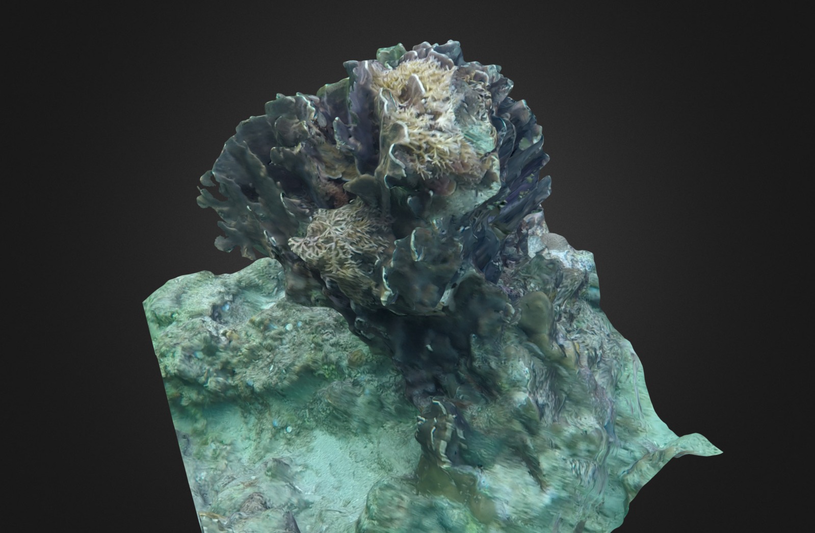 BlueCoral A, medium - 3D model by California Academy of Sciences Viz ...